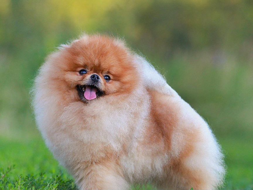 Вязка кобеля померанского шпица