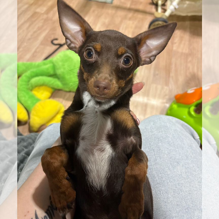 Русский той-терьер, взрослый пёс