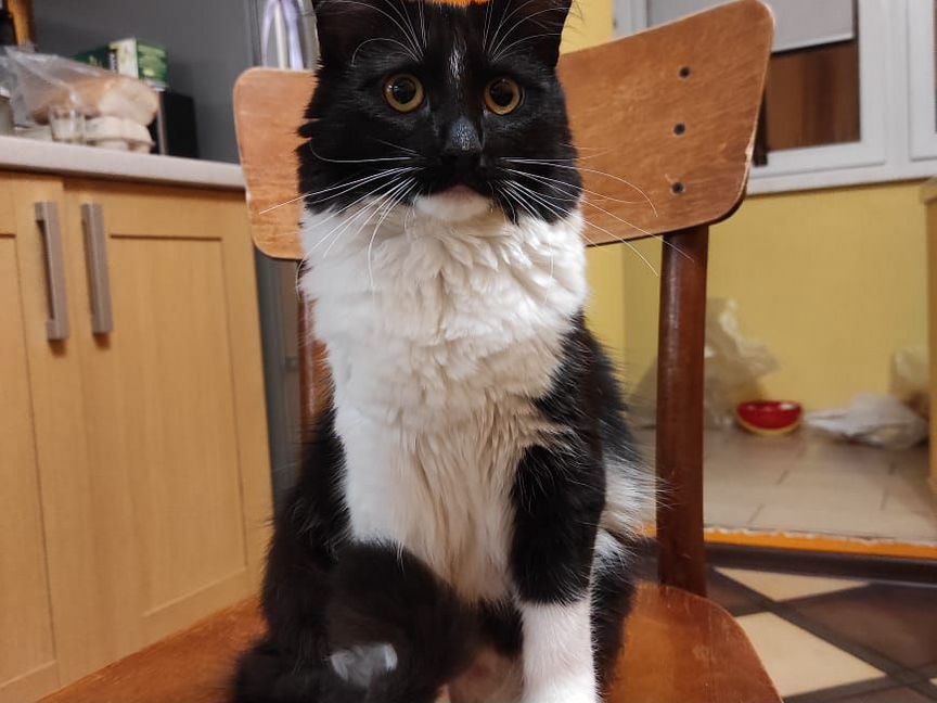 Кошка