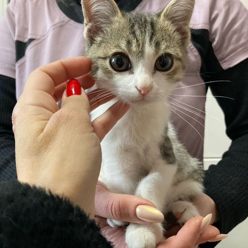 Котенок в добрые руки