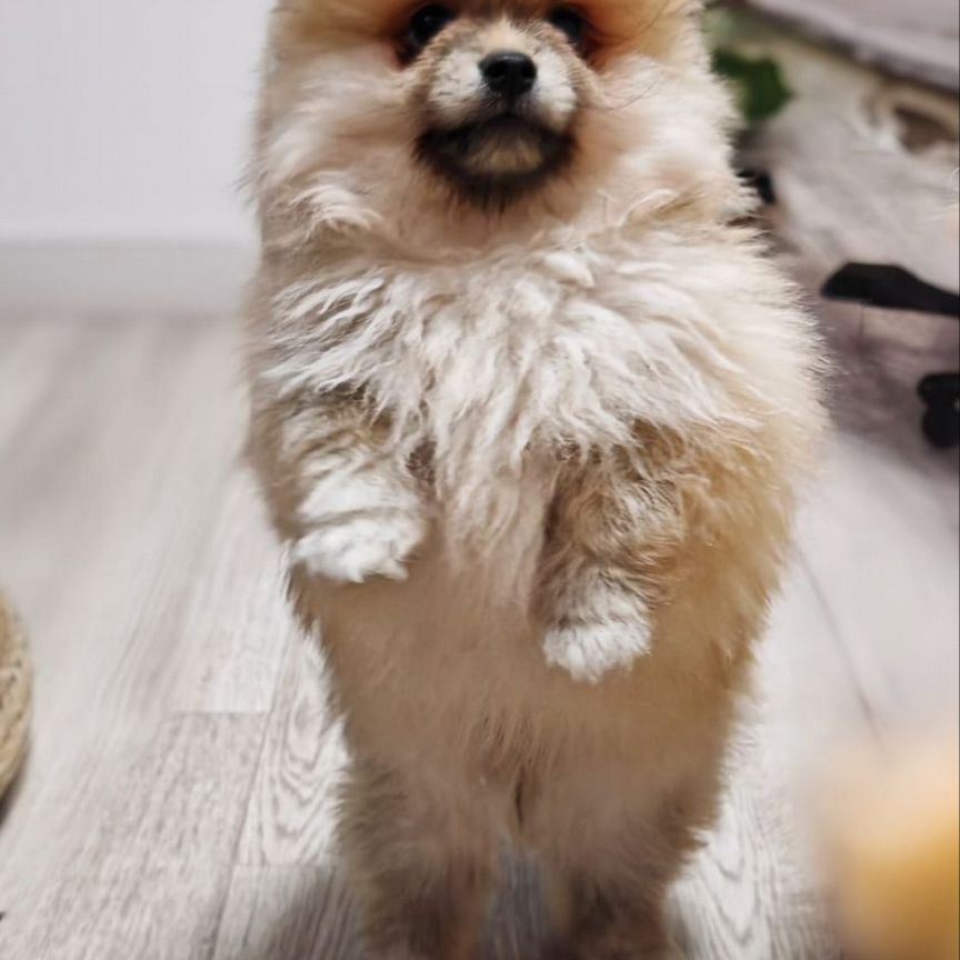 Померанский шпиц мальчик