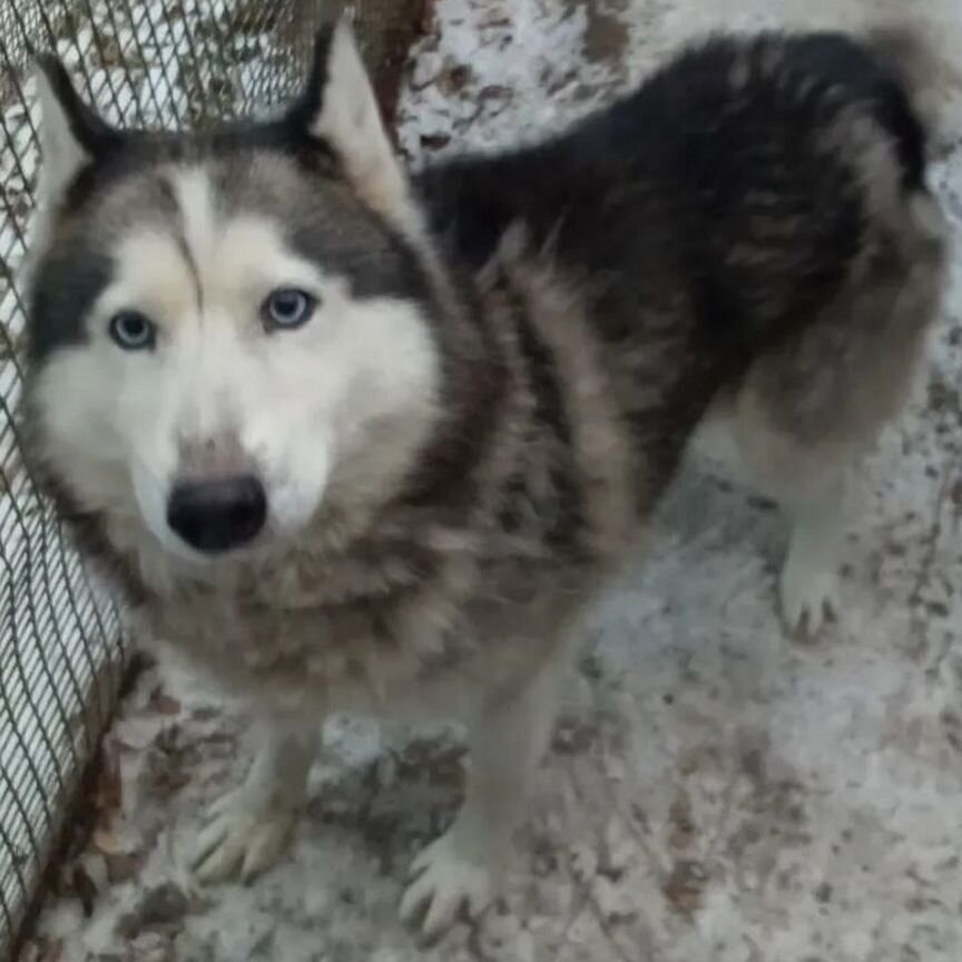 Сибирский хаски, взрослый пёс