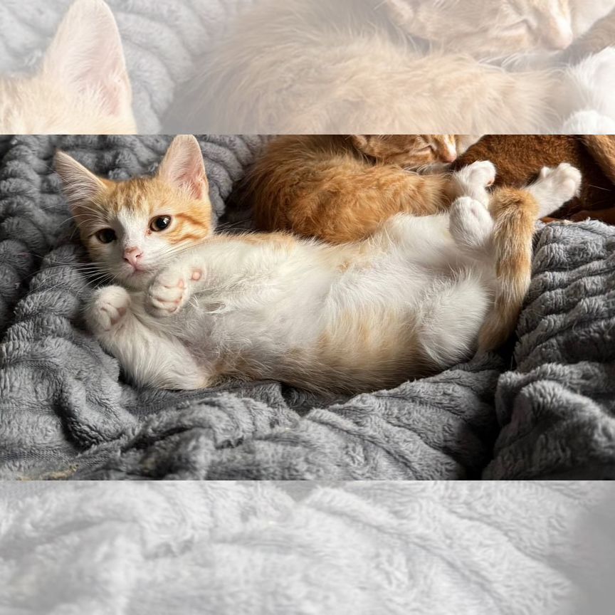 Котенок в добрые руки