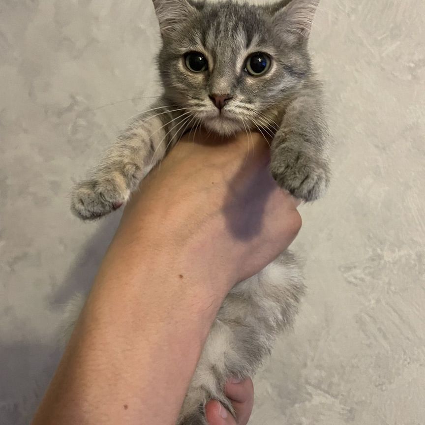 Малышка ишет дом