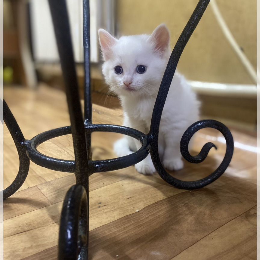 Отдам котенка в добрые руки