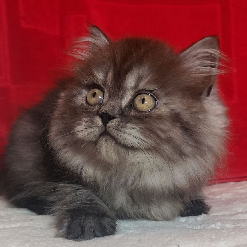 Британская. Хайленд. Черный дым