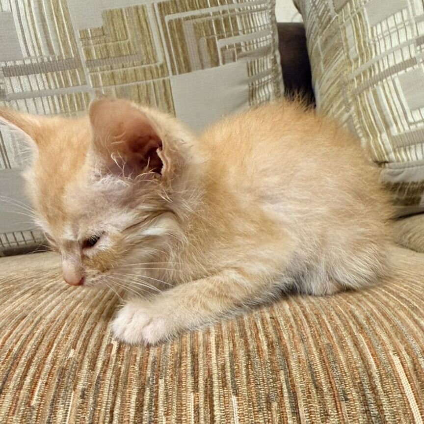 Котёнок в добрые руки