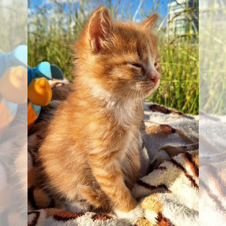 Котёнок в добрые руки