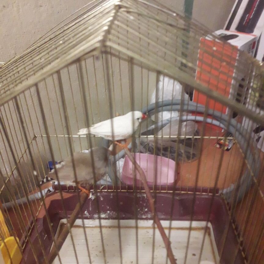 Попугаи амадины