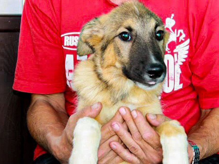 Щенок в добрые руки бесплатно