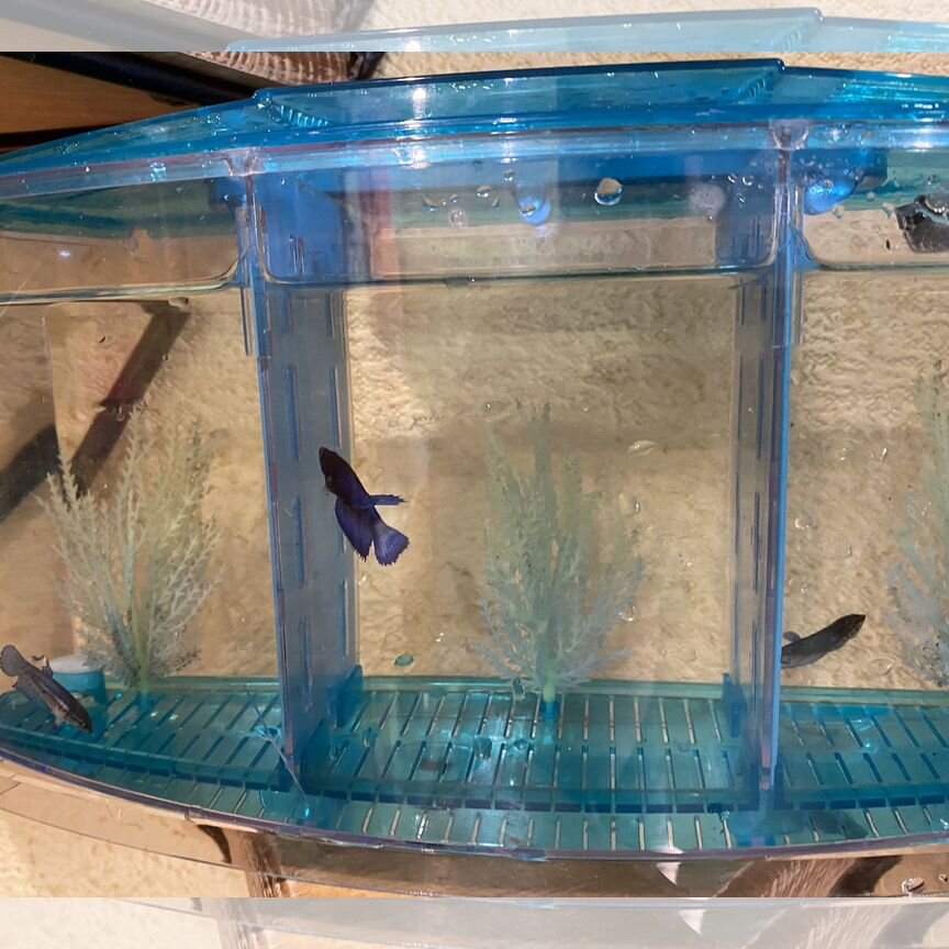 Рыбка петушок