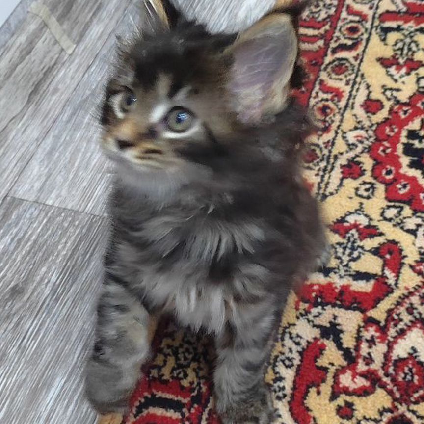 Мейн-кун котёнок