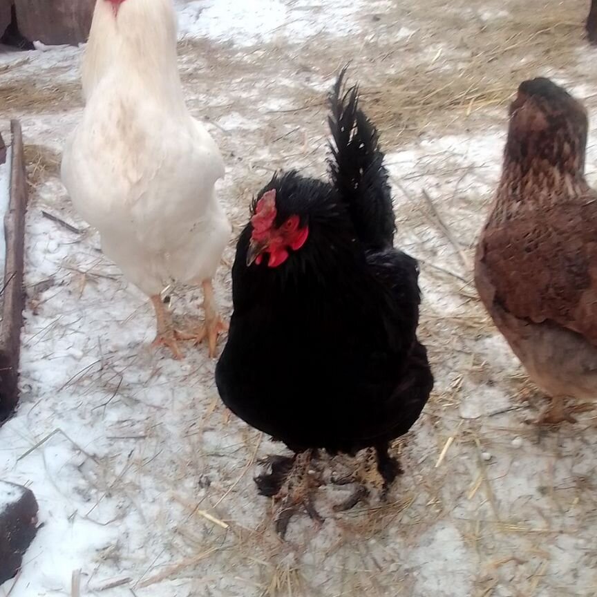 Петух,лохмоногие породистые