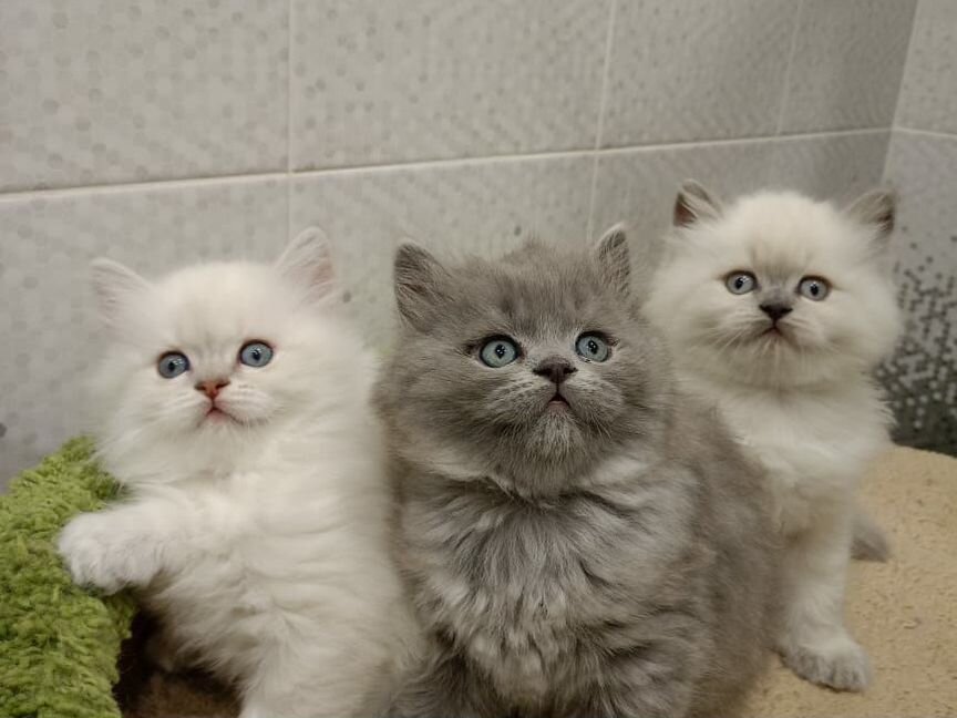Шотландские прямоухие котята