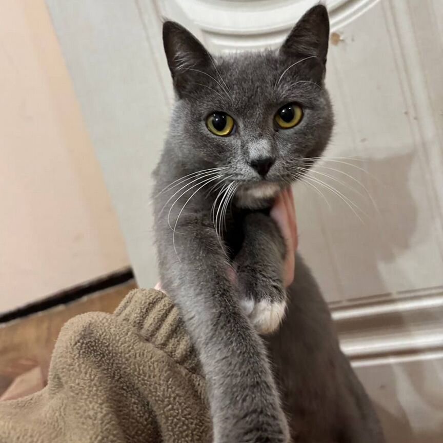 Русская голубая кошка, взрослая