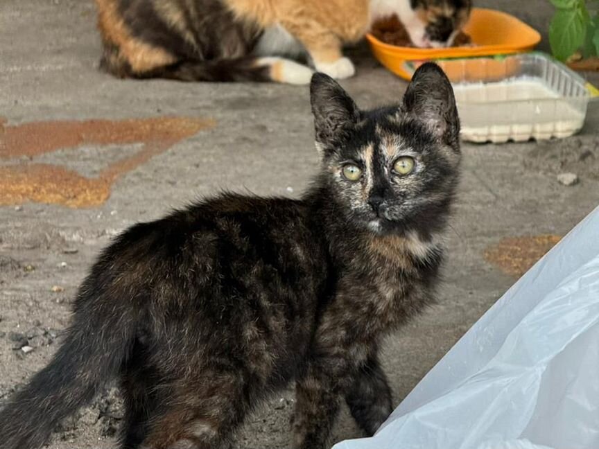Котенок в опасности
