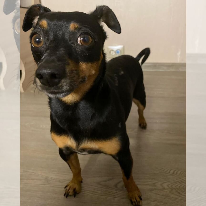 Отдам в добрые руки русского той-терьера