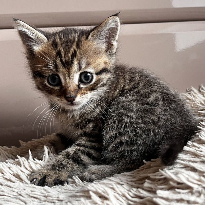 Европейский короткошёрстный котёнок