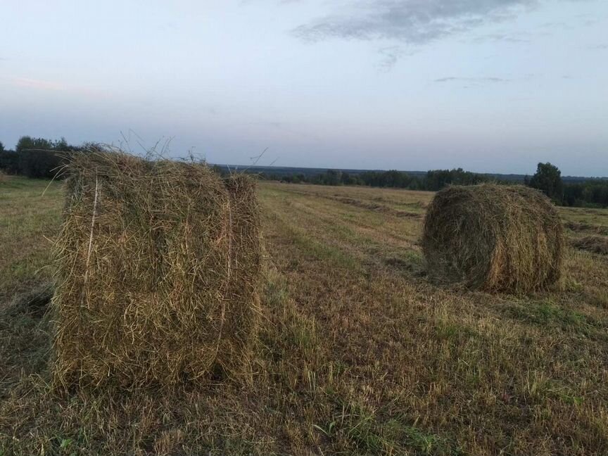 Сено люцерны в рулонах
