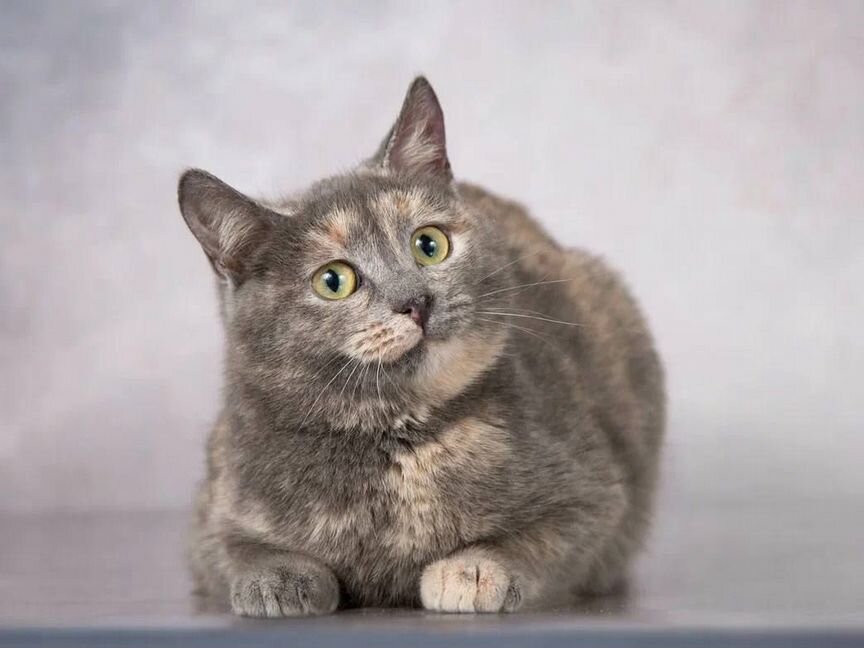 Ласковая кошечка ищет дом