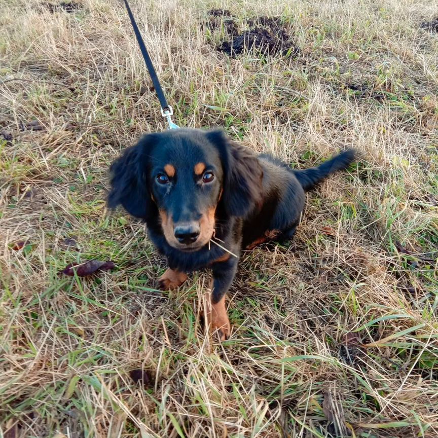 Собака ищет дом