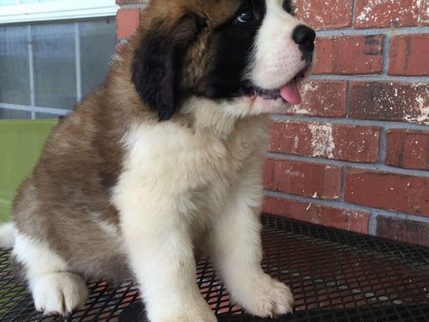 Отличные щенки Сенбернара с документами