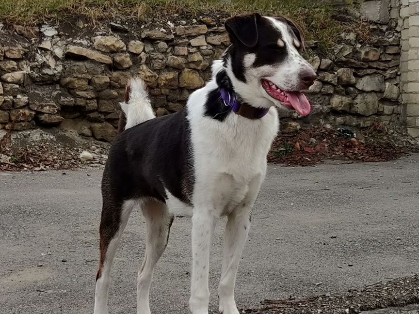 Шоколадная красавица