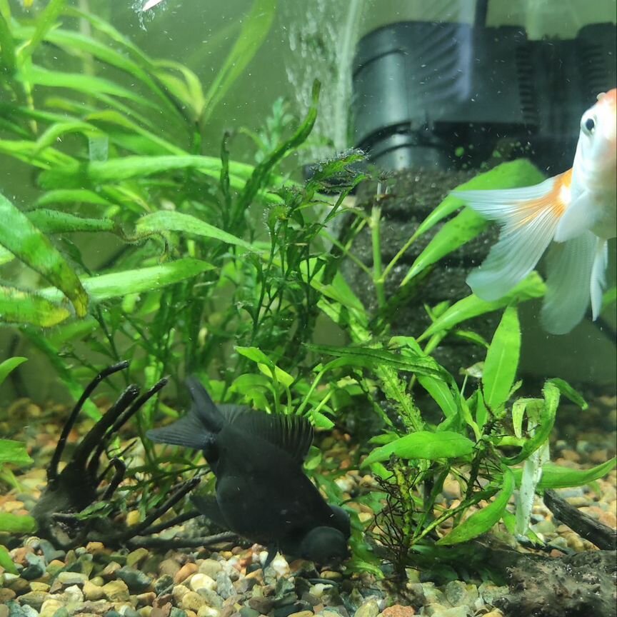 Аквариумные рыбы