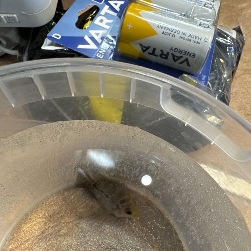 Бриллиантовый попугай