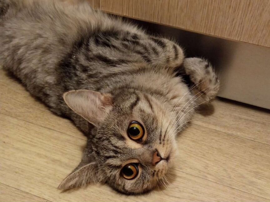 Кошечка Принцесса