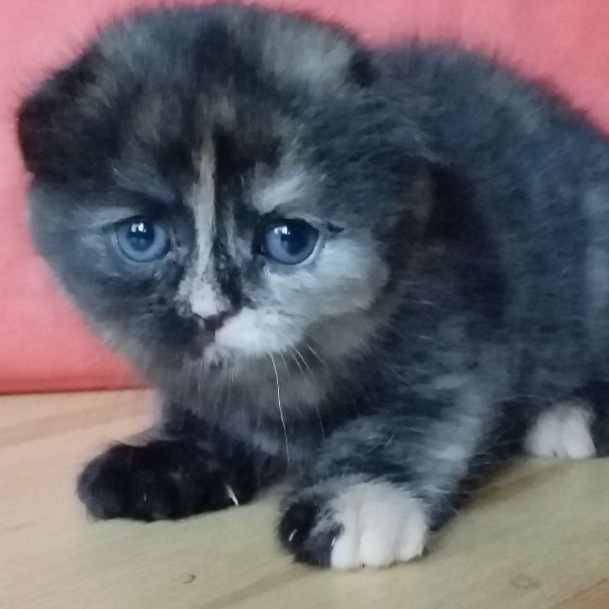 Шотландский вислоухий короткошёрстный котёнок