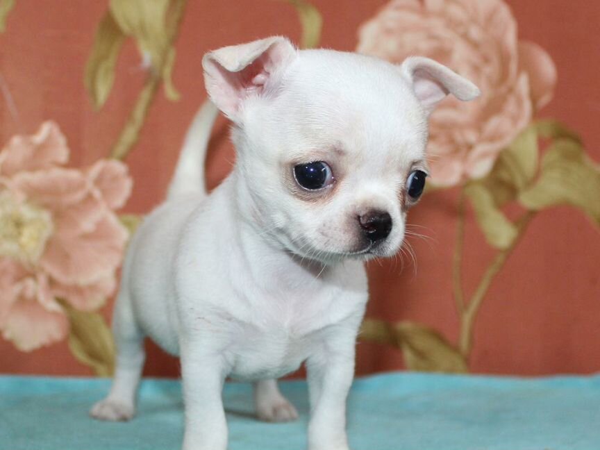 Чих мальчик снежок