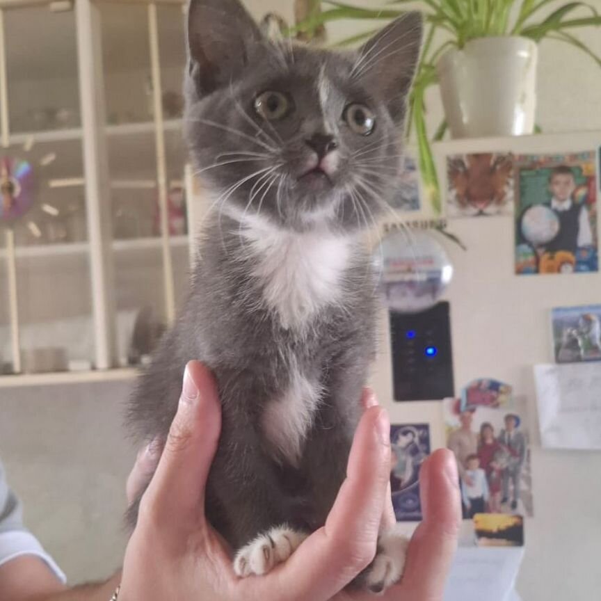 Домашние животные котята бесплатно