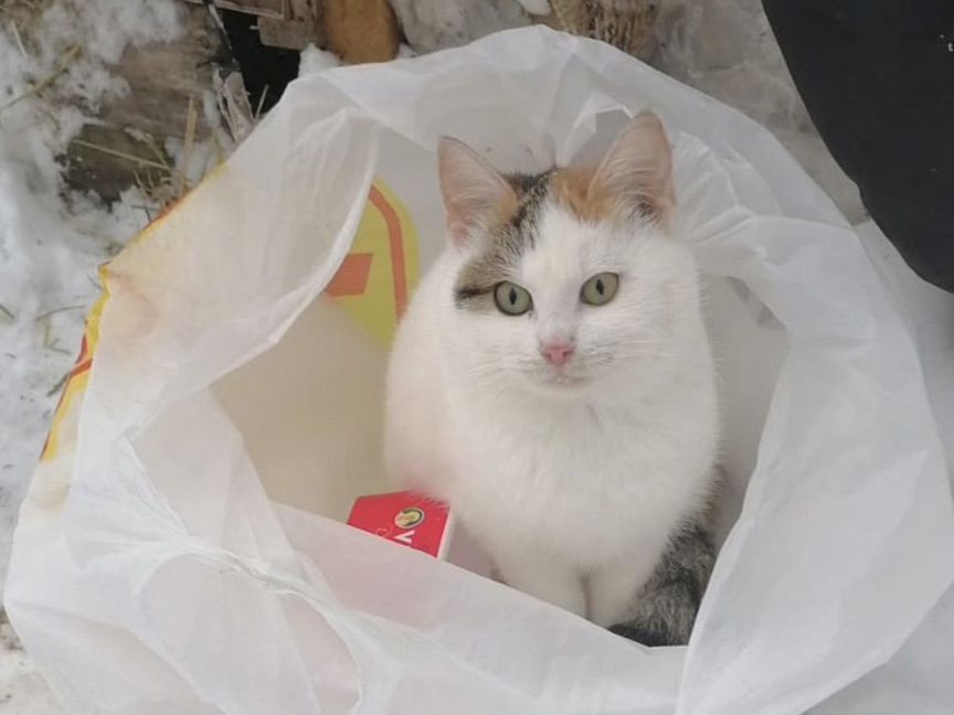 Трехцветная кошечка