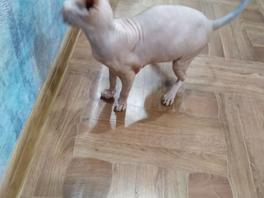 Отдам Донского сфинкса