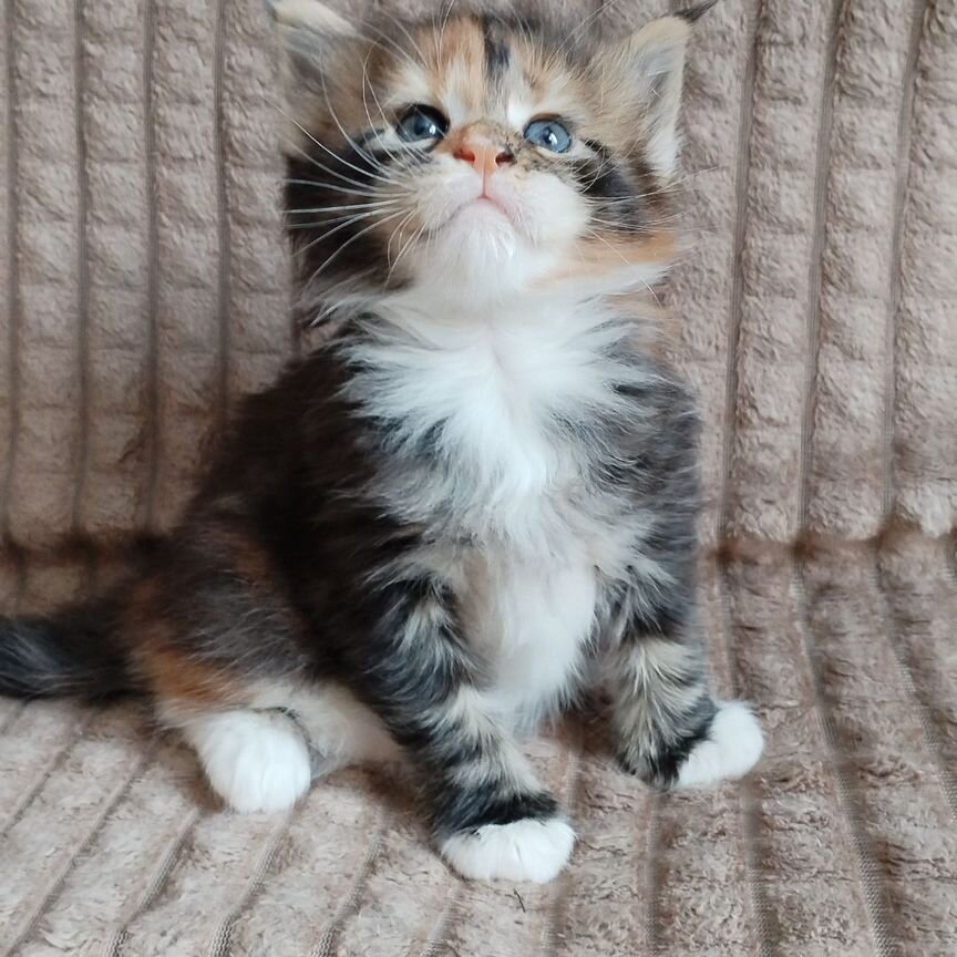 Котята мэйн кун