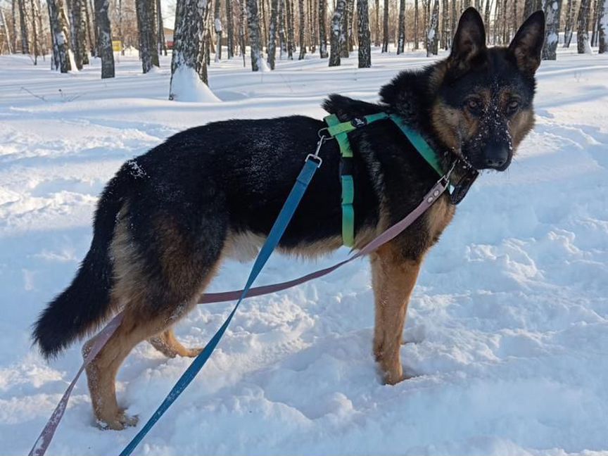 Немецкая овчарка в дар из приюта