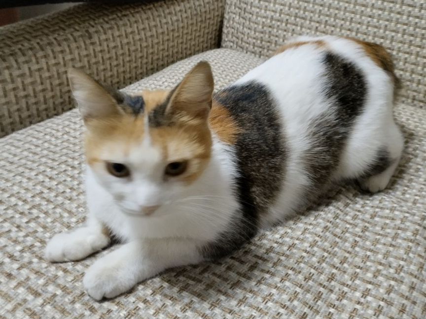 Кошка в дар бесплатно