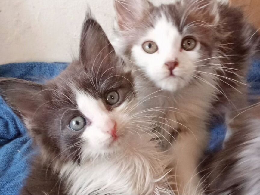 Мейн-кун чистокровные, есть полики шестипалые