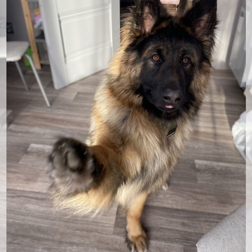 Немецкая овчарка, взрослый пёс