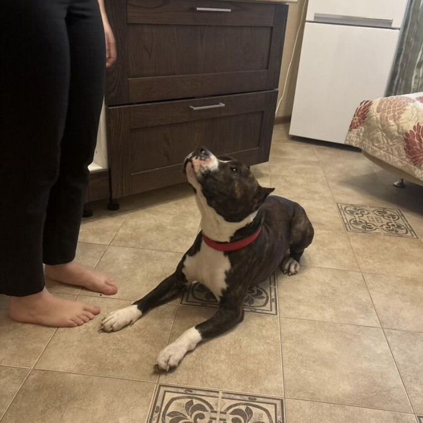 Собака амстафф