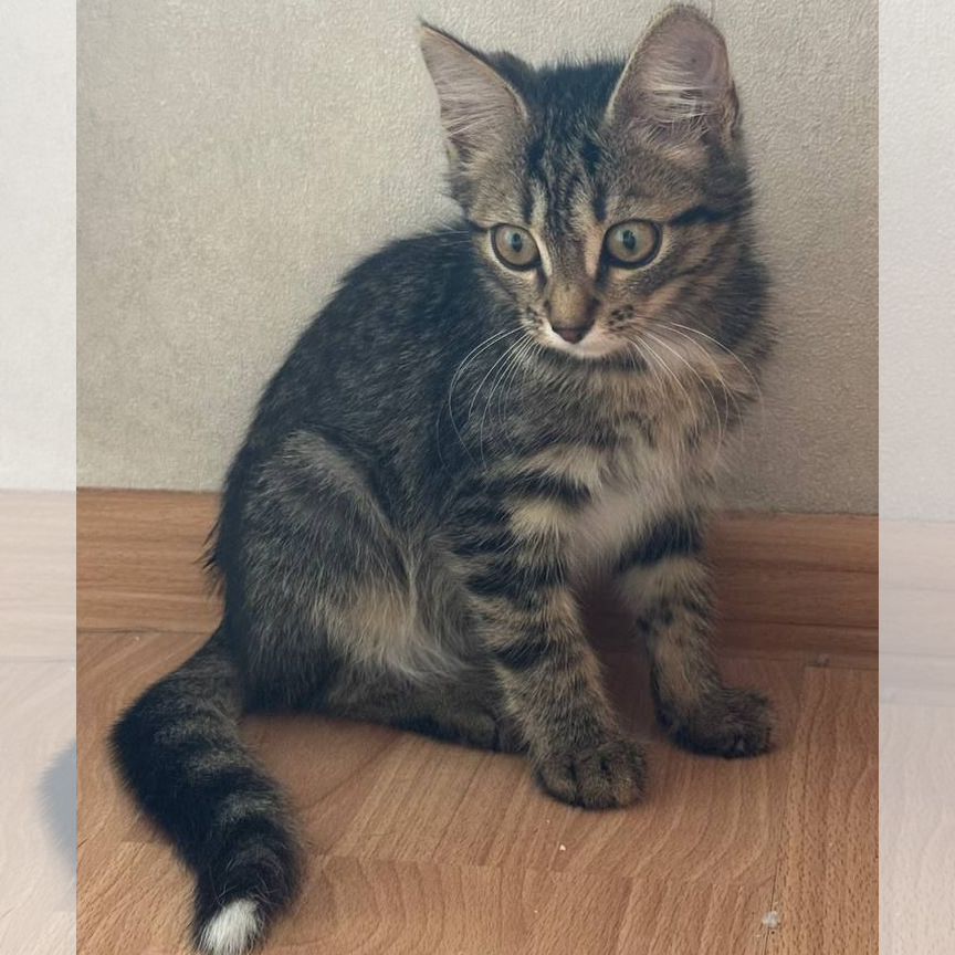 Котенок с белой кисточкой