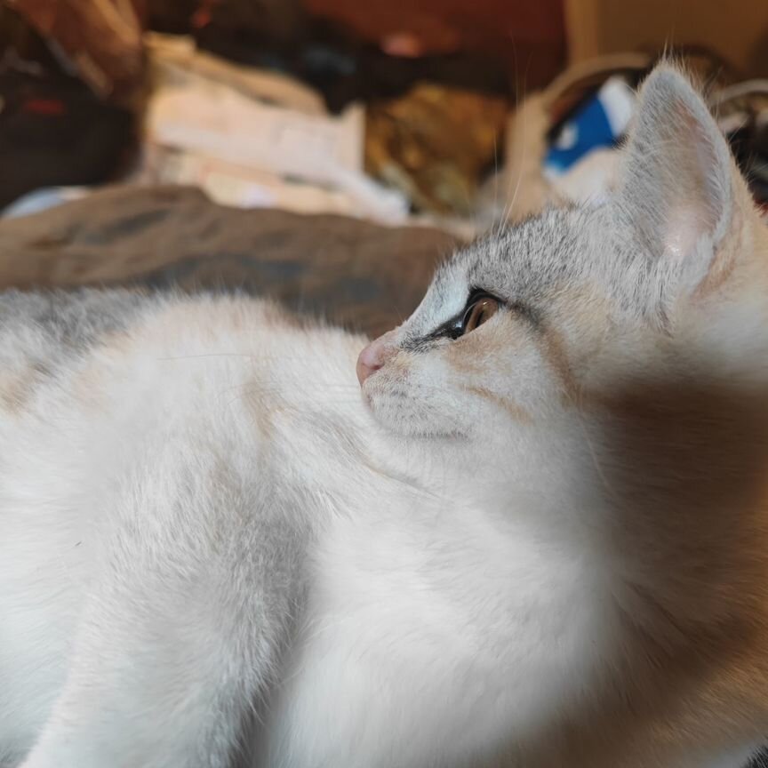 Девочка котенок котенок девочка котейка