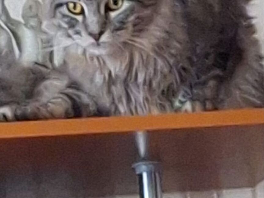 Котята мейн-кун