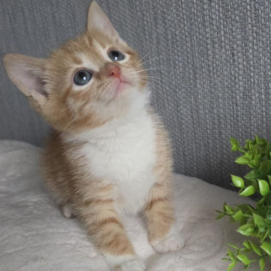 Котята