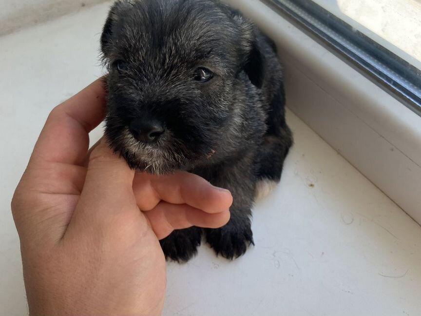 Щенки миттельшнауцера