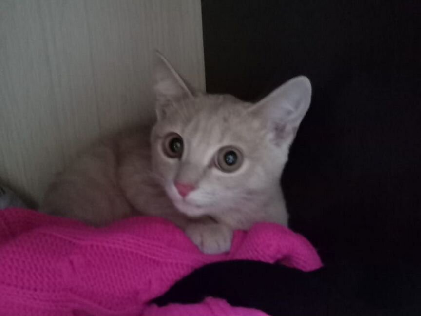 Внимание: Найден котёнок