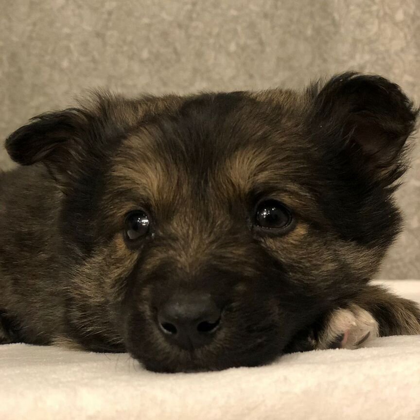 Щенок-девочка Лапочка в частный дом