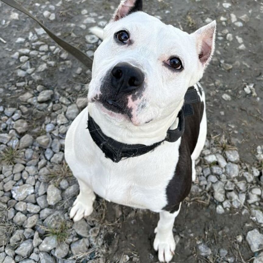 Американский стаффордширский терьер, взрослая собака