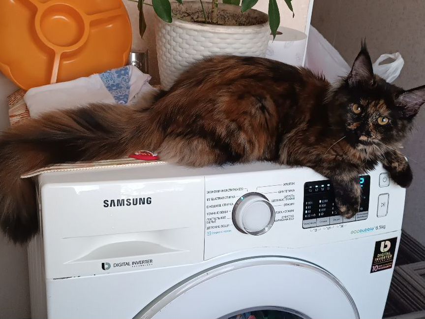 Кошка Мейн Кун